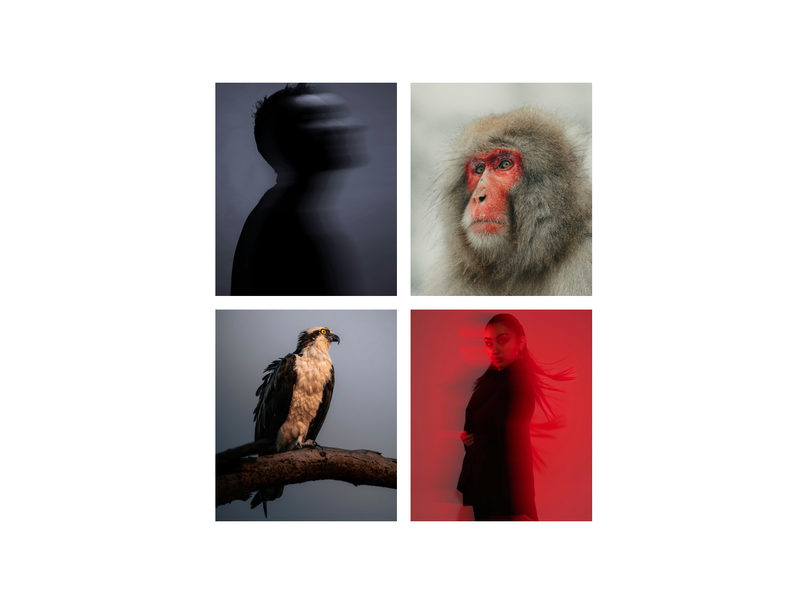 grid-photo: Premium Layout Component by Suman Debnath — Framer Marketplace