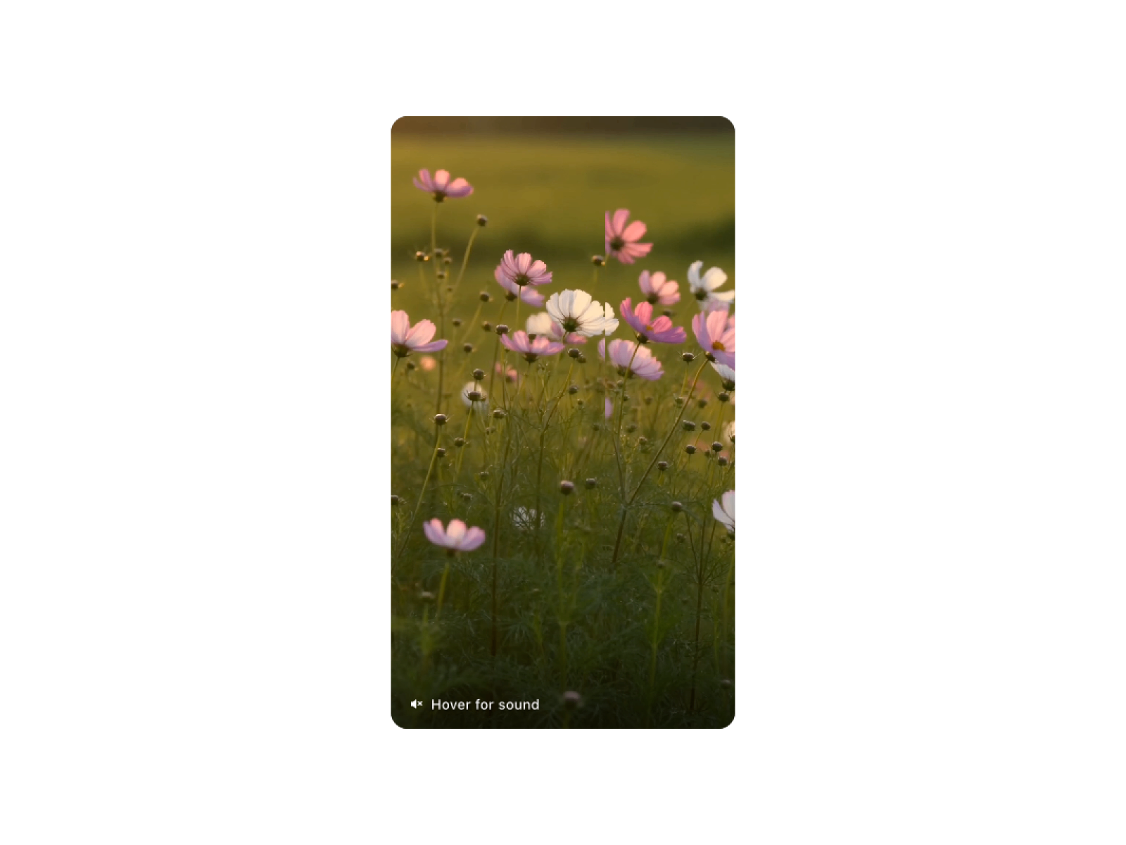 Hover Sound Video: Free Interactions Component by Sydney Lab — Framer ...