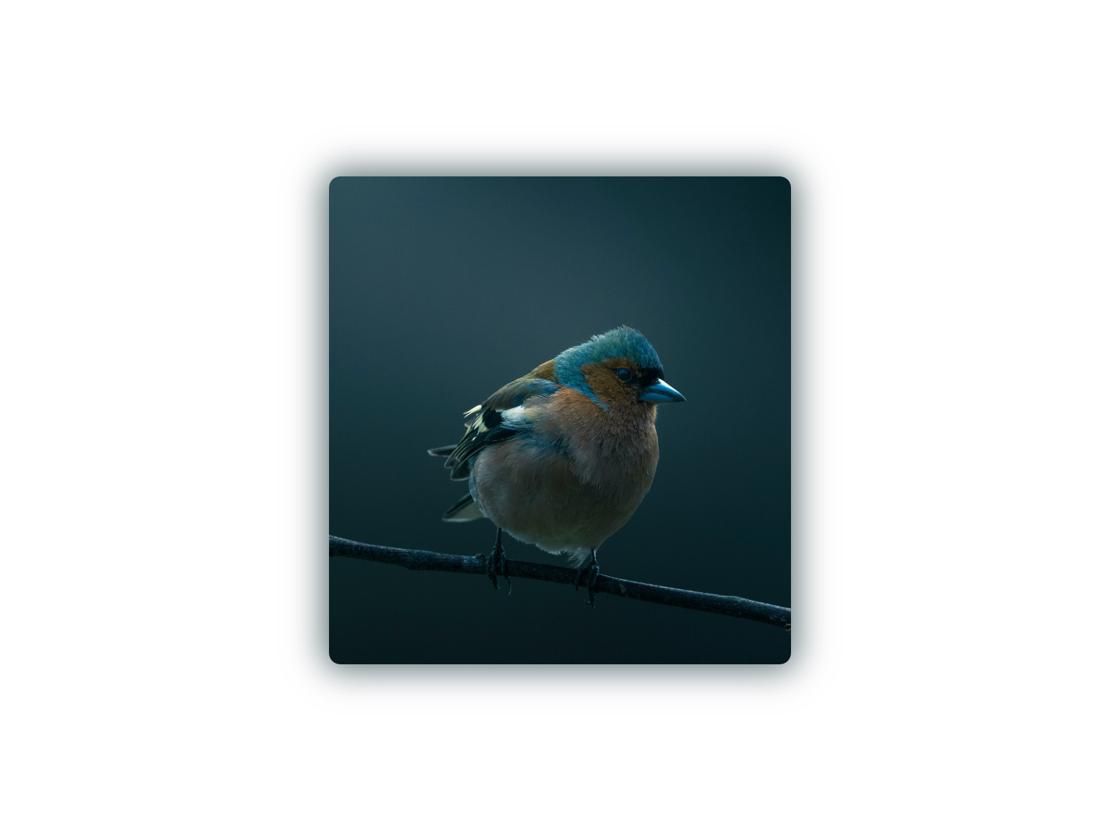 3D Hover Card Tilt: Premium Interactions Component by Suman Debnath — Framer Marketplace